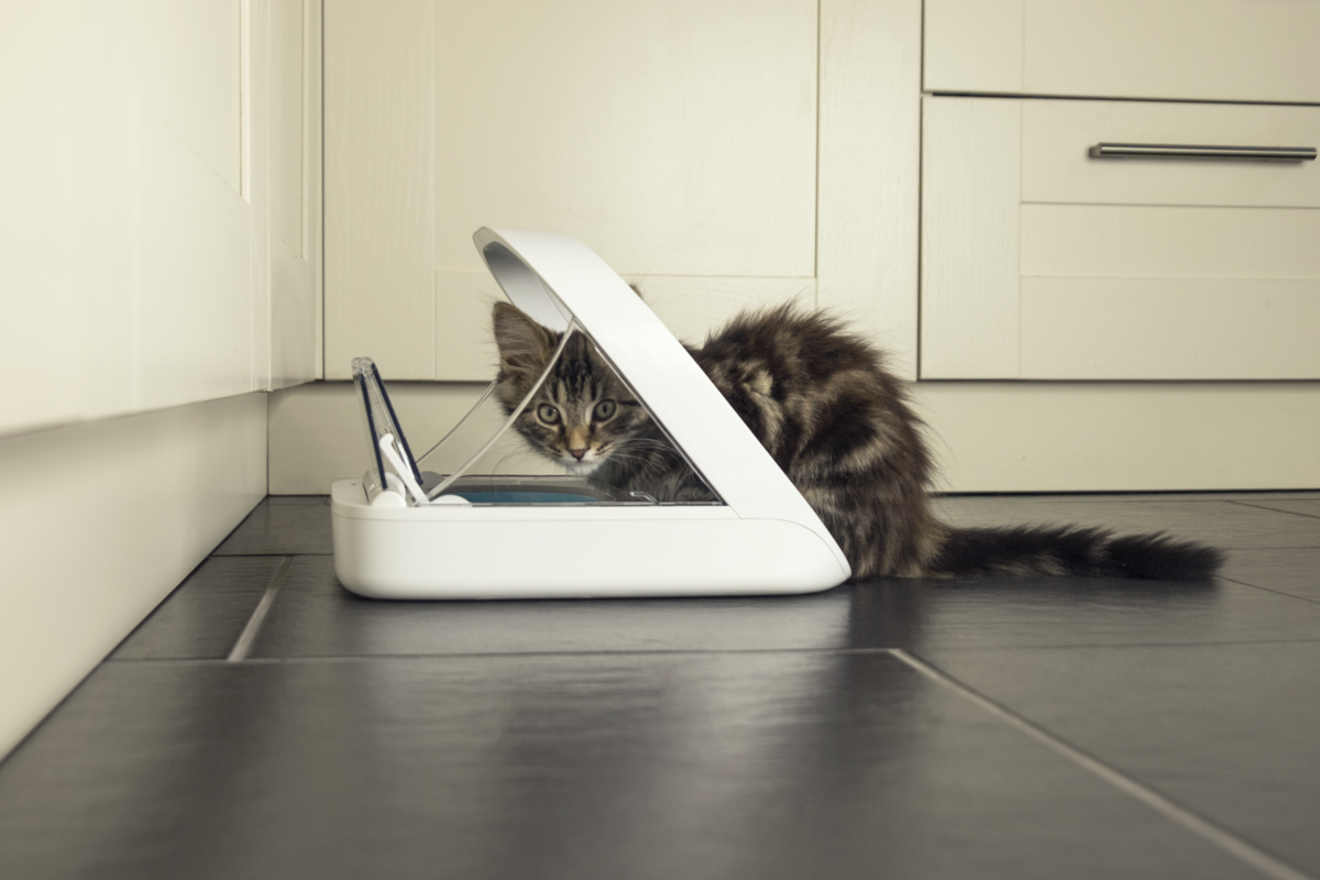 Absolute Pets Campaign - Bravecto South Africa